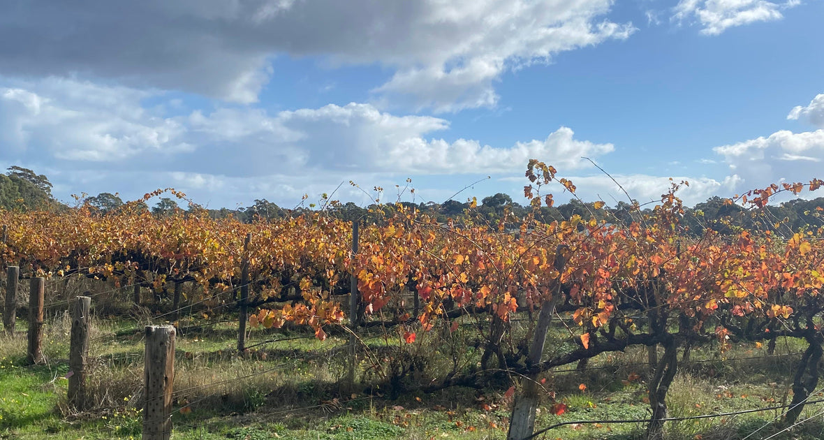 Vineyard Update & Hither & Yon