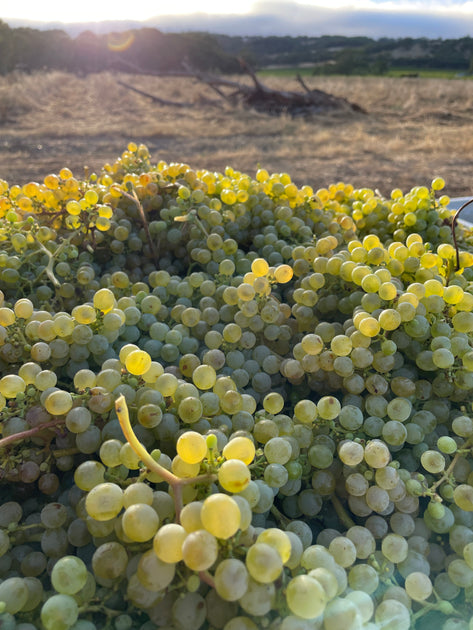 FIANO is the fix! & Hither & Yon