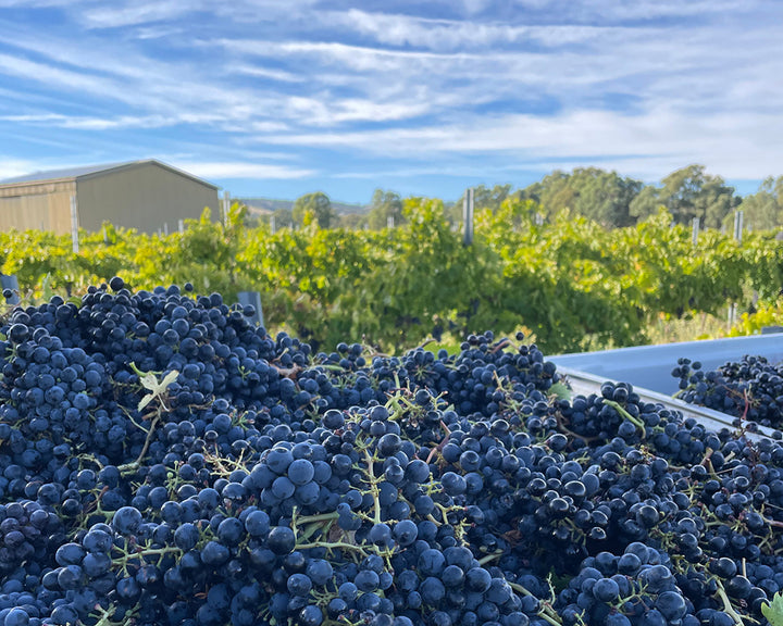 THE REAL REVIEW AWARDS OUR MONTEPULCIANO A TOP RANK! & Hither & Yon