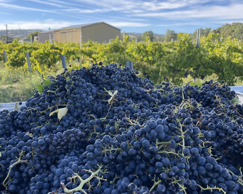 Meet our new release Montepulciano! & Hither & Yon