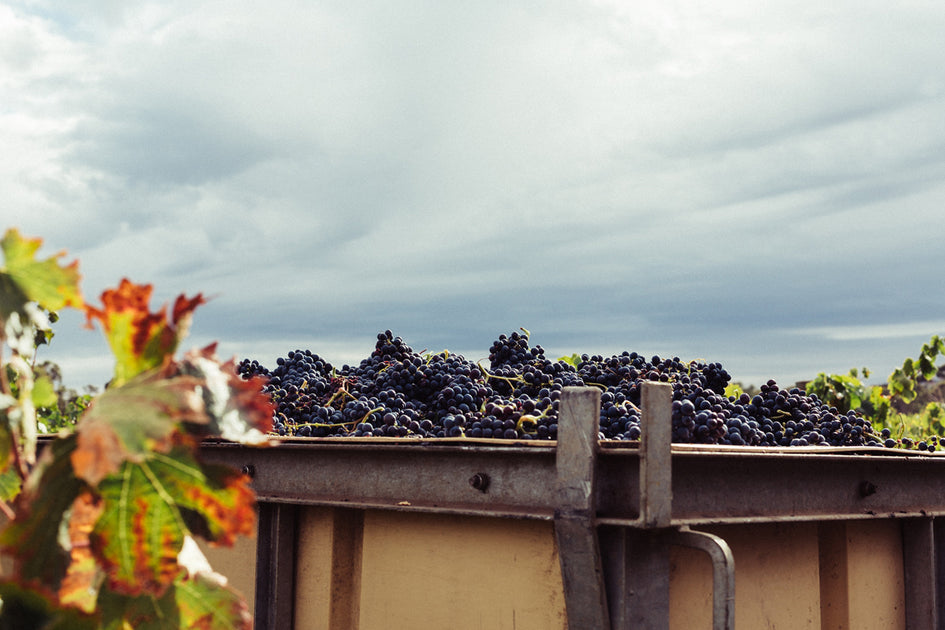 HARVEST 2024 HAS STARTED! & Hither & Yon